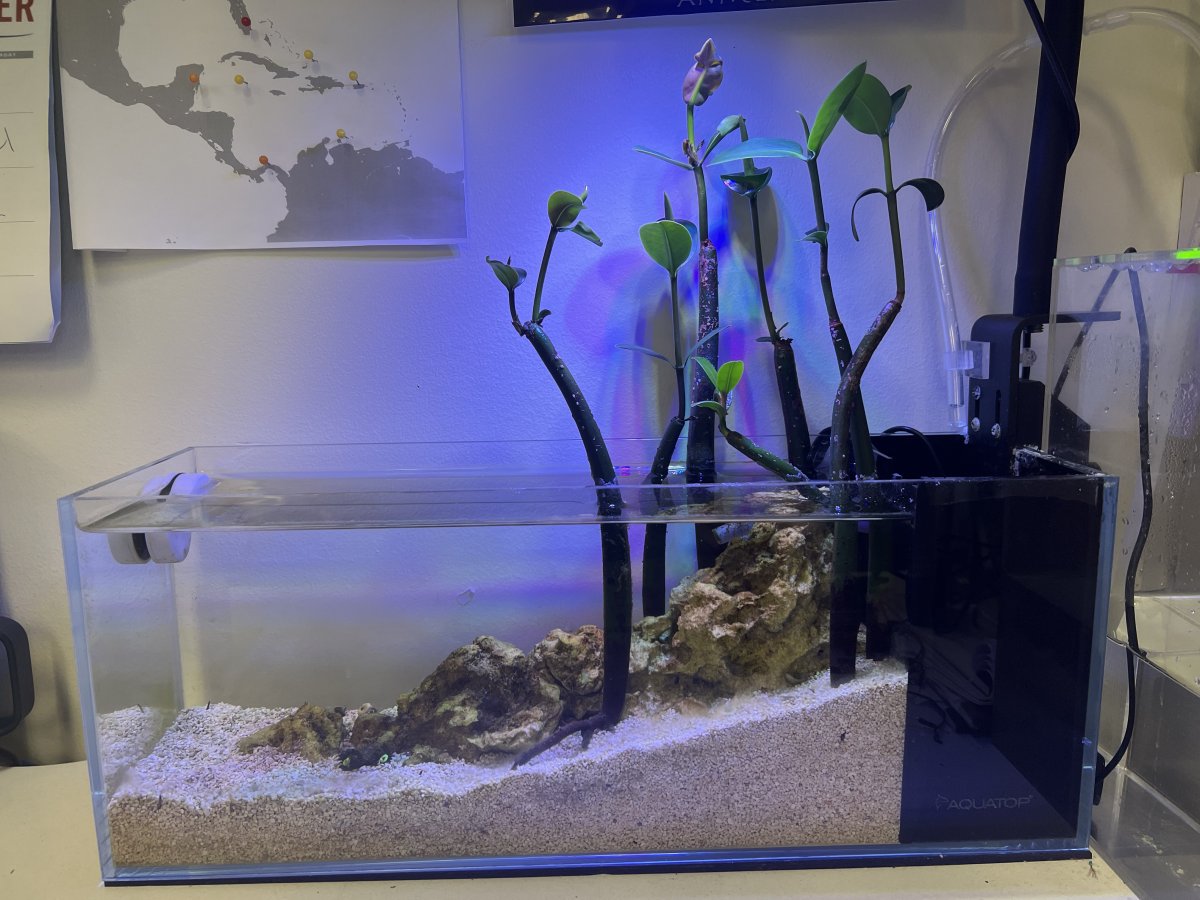 Nano Build - Monocot's Micro Mangrove Build | Page 2 | Reef2Reef