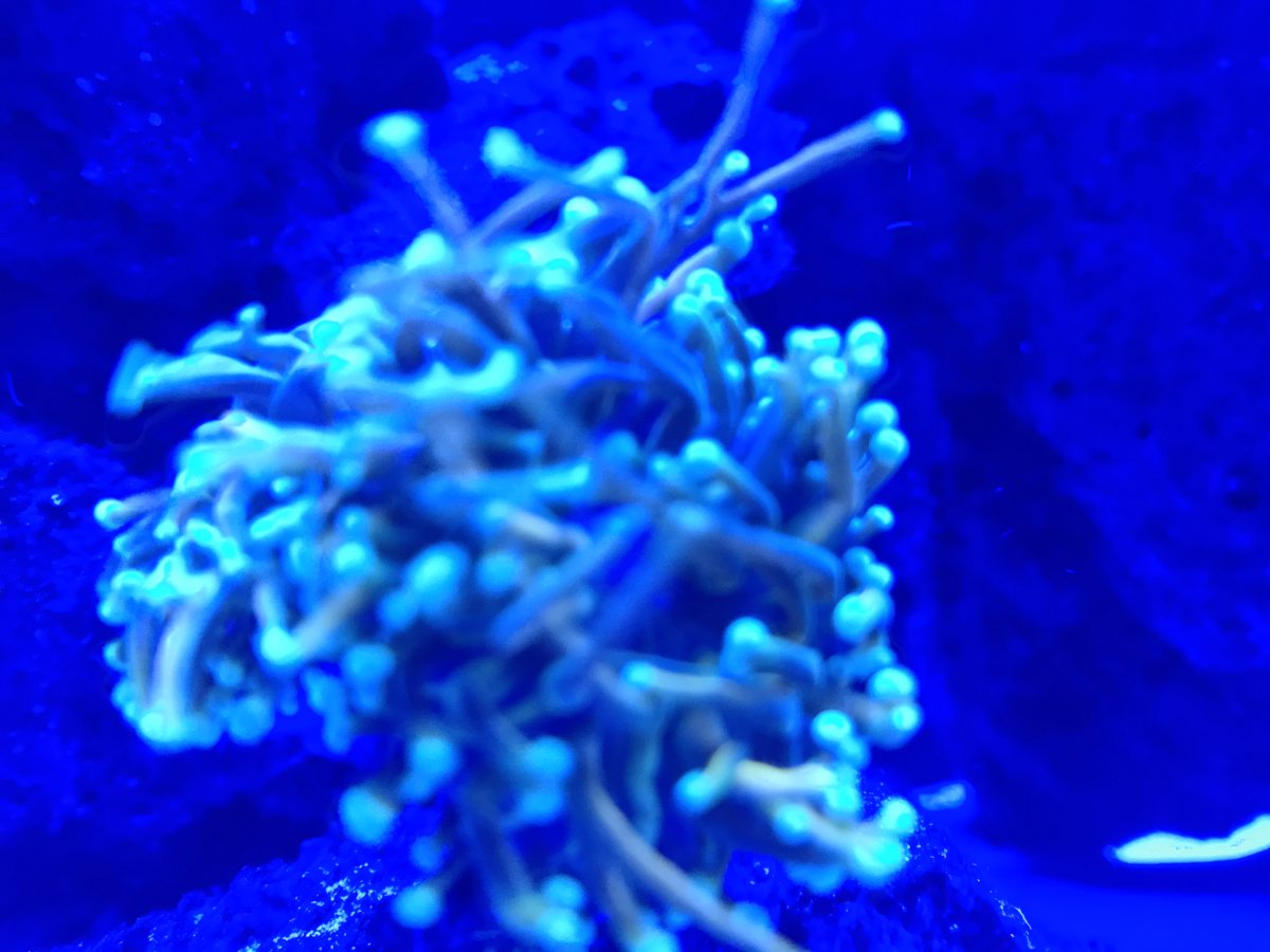 Holy Grail Torch X2 Reef2reef