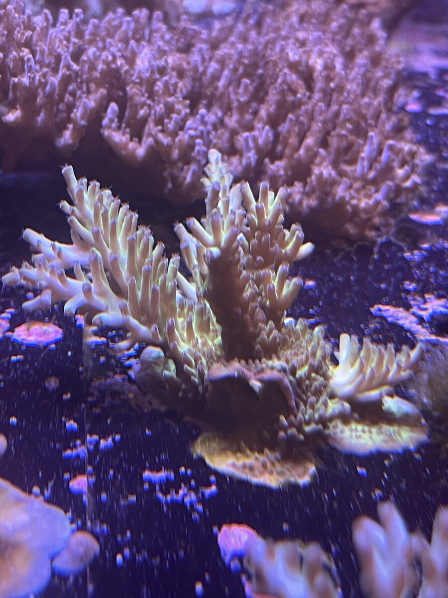 best source for acropora colonies? | Reef2Reef