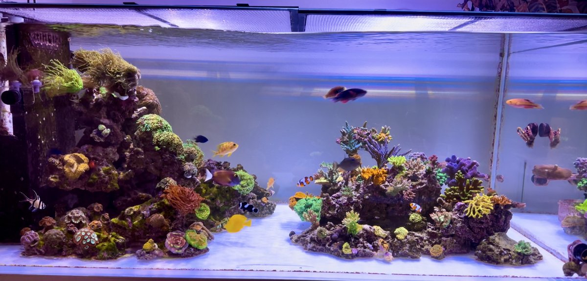 2025 Full Tank Shots (FTS) photos! Show off your reef here! | Page 7 ...