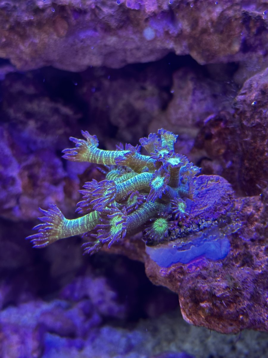 Celebrate 16 Years of World Wide Corals! Join us for our 16th ...