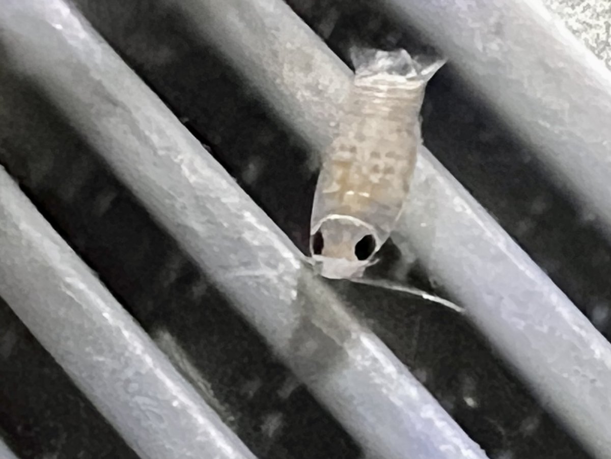Isopod and worm that swims in the water column when the lights are off ...