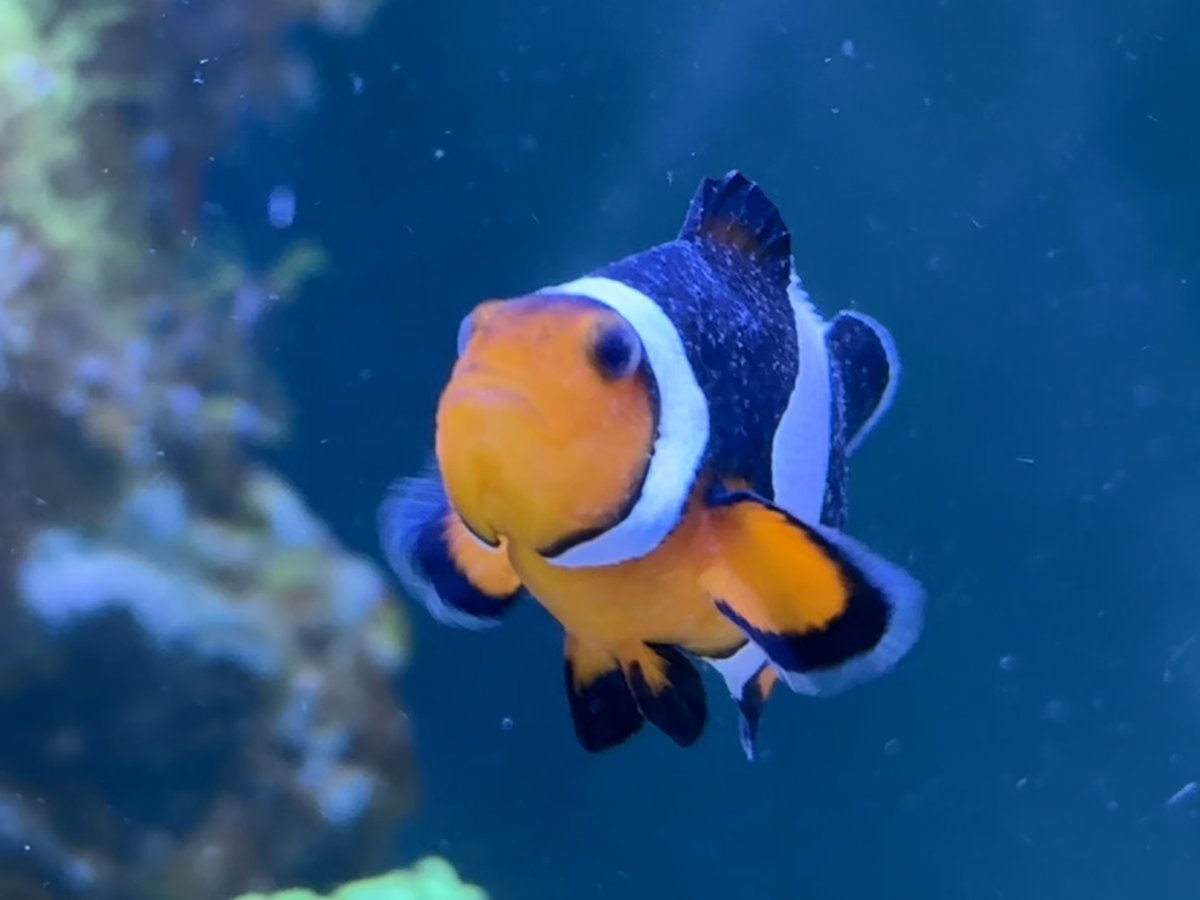 EMERGENCY - Clownfish Disease | Reef2Reef