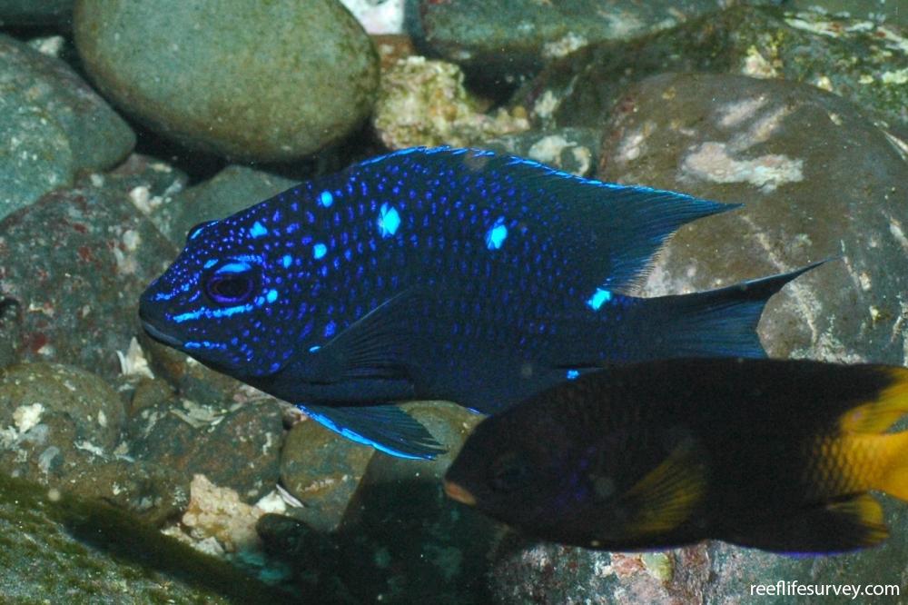 Anybody got any info and pictures of juvenile jewel damsel Mexican ...