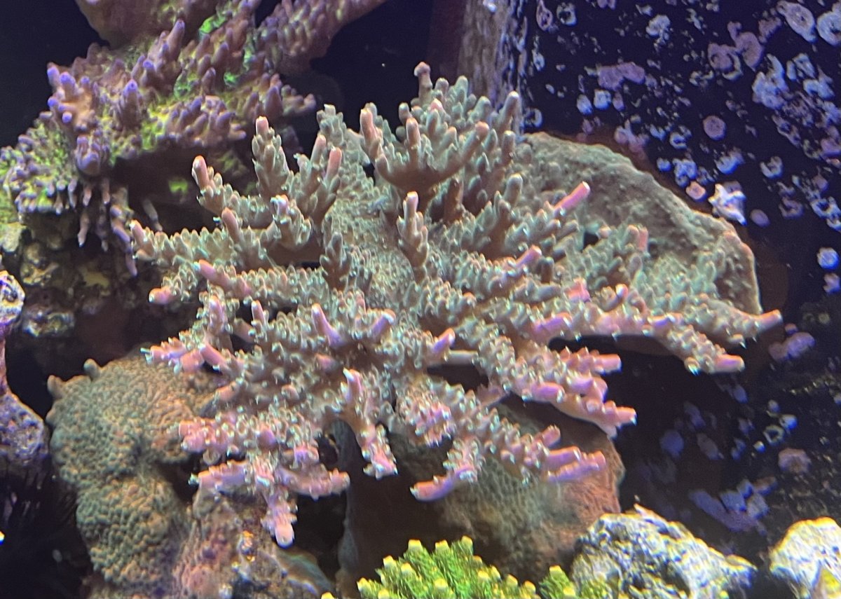 Does your Paletta Pink Tip acro look like this? | Reef2Reef