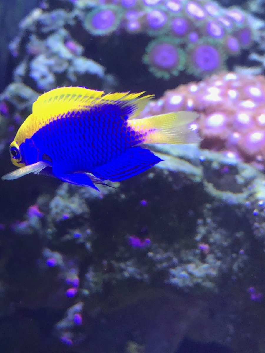Anyone have a Starcki Damsel? | Reef2Reef