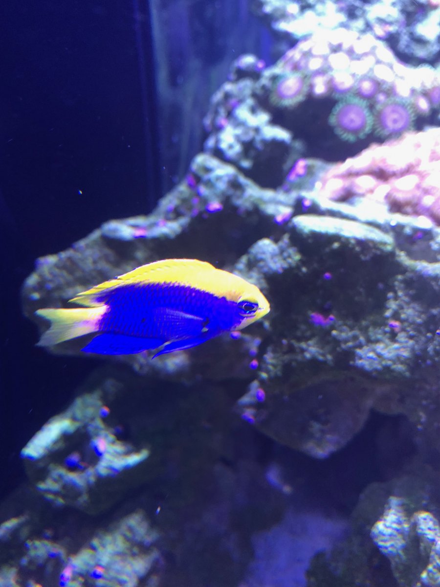 Anyone have a Starcki Damsel? | Reef2Reef
