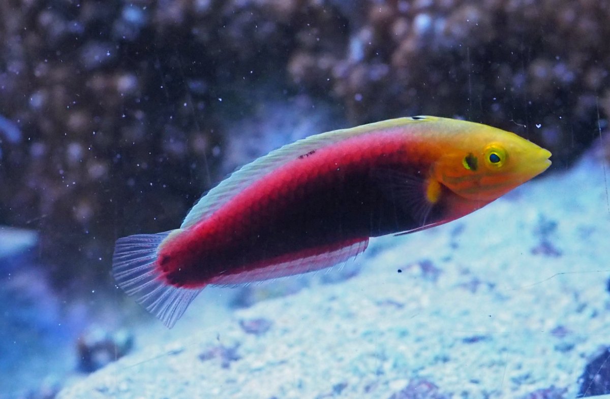 wrasse recommendations | Reef2Reef