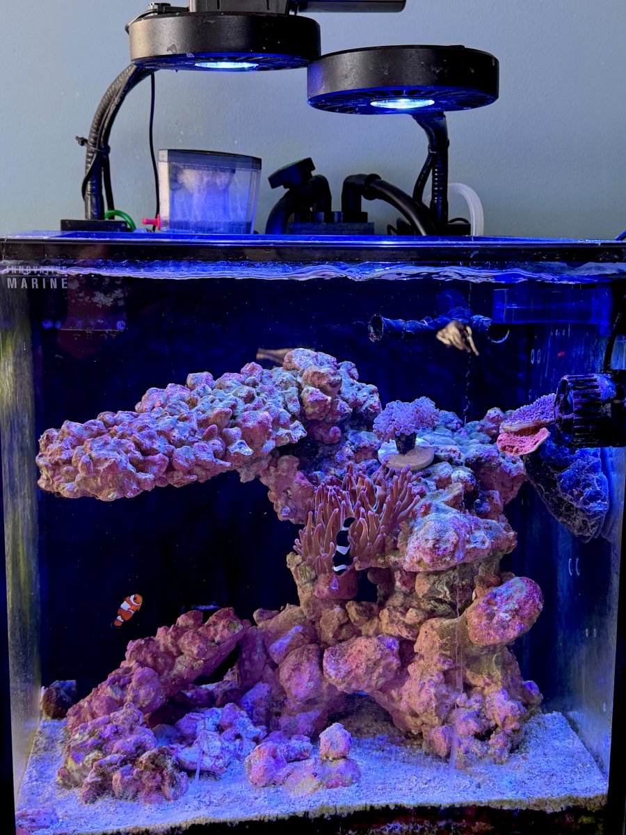 Nano Build - Sp's IM Fusion 56.78L (IM15) Build | Page 3 | Reef2Reef