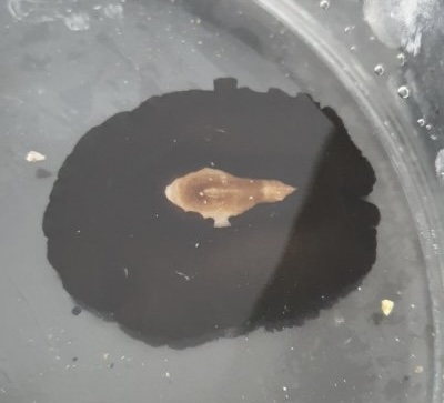 Black limpet maybe? | Reef2Reef
