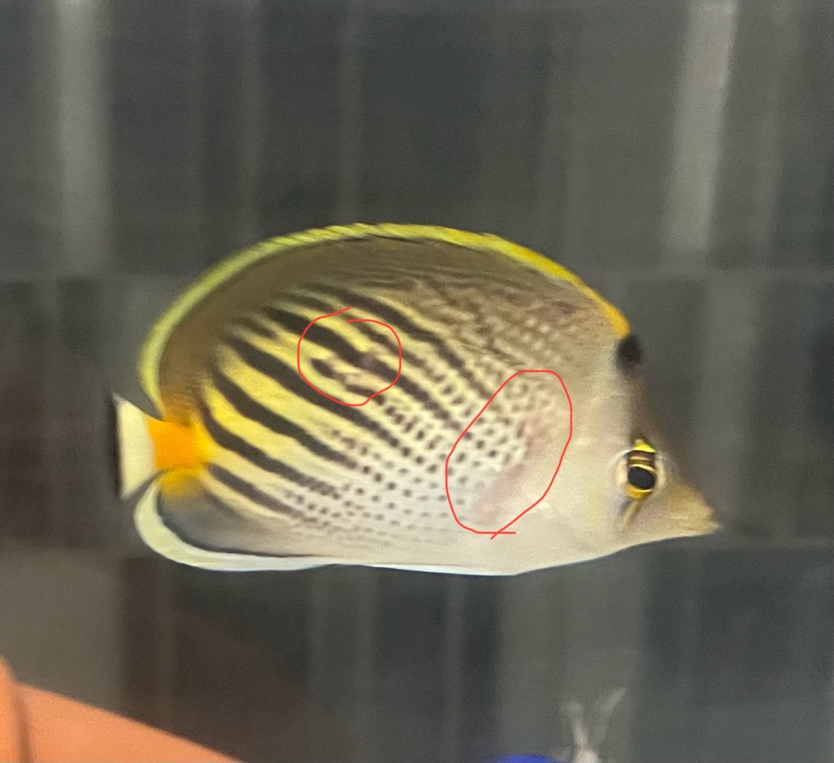 Light brown spots on Butterfly fish | Reef2Reef