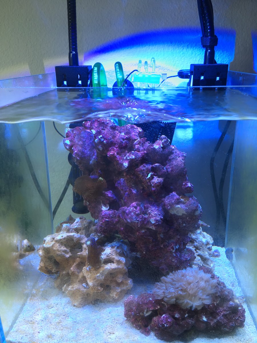 Build Thread - 14g AIO Mixed Reef, 2 years later | Reef2Reef