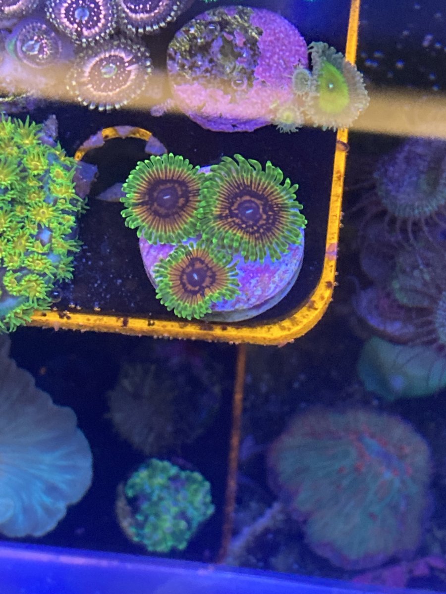 Who has the best looking zoa on here! Share with all of us! | Reef2Reef