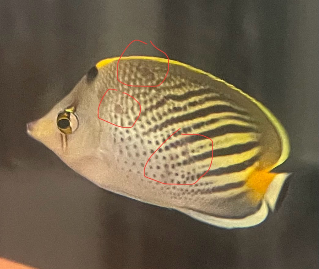 Light brown spots on Butterfly fish | Reef2Reef