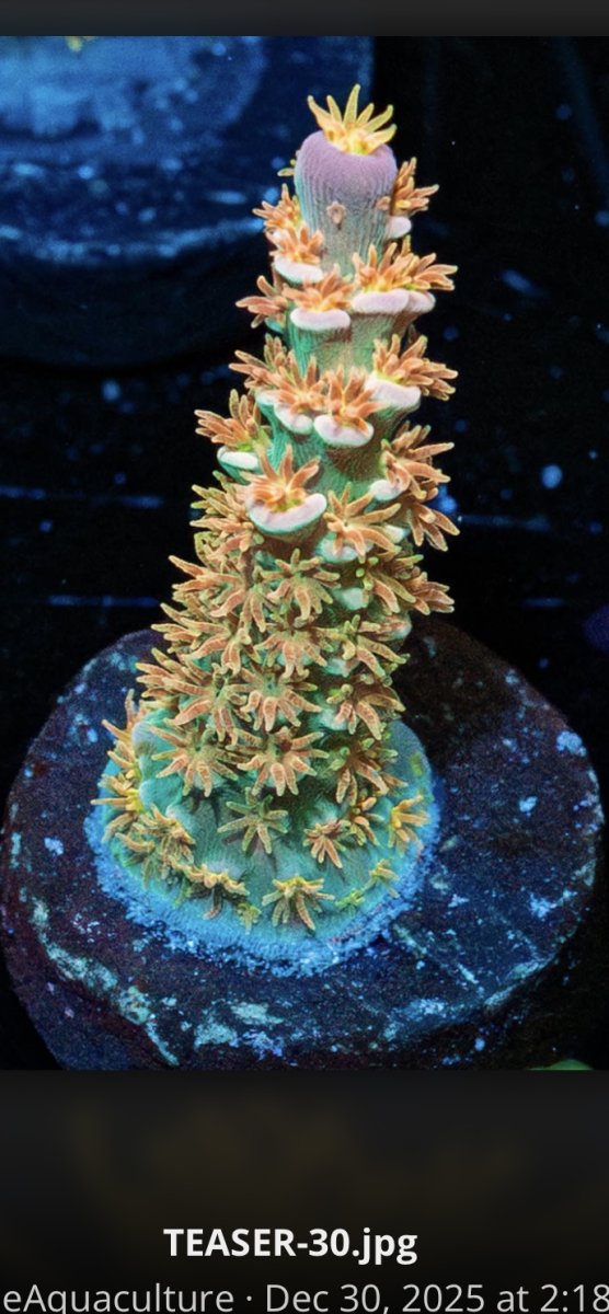 RIPTIDE AQUACULTURE| Tiki Madness|LIVE SALE |Up to 90% OFF January 10th ...