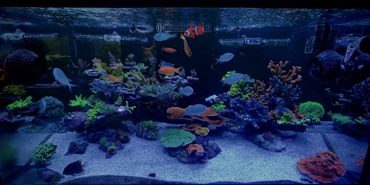 2025 Full Tank Shots (FTS) photos! Show off your reef here! | Page 2 ...