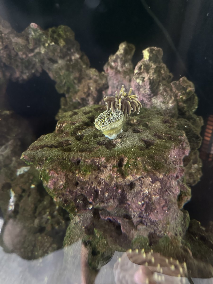 Question about my 2 head Aussie Goldilocks torch. | Reef2Reef