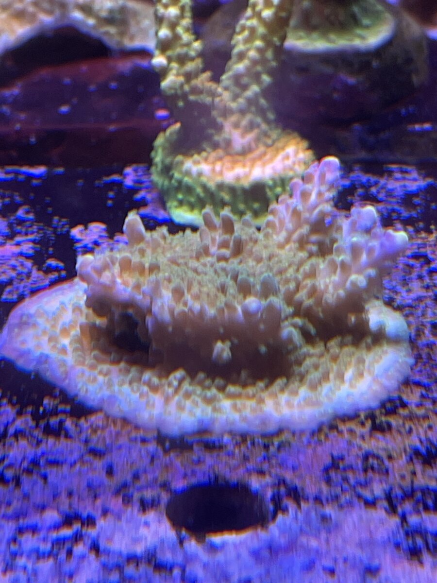 best source for acropora colonies? | Reef2Reef