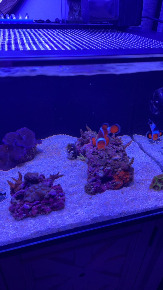 Nano Build - New lagoon build | Reef2Reef