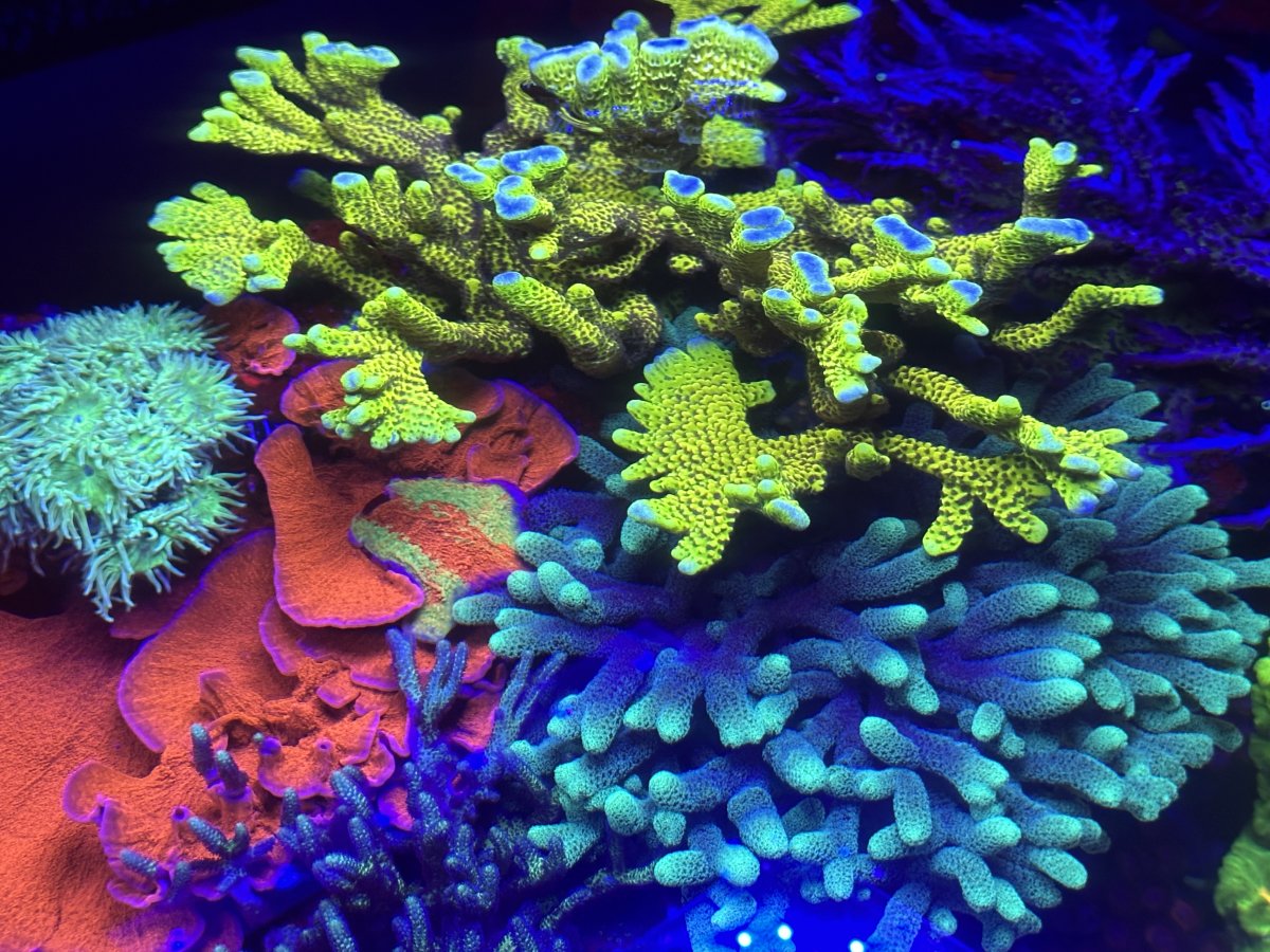 Reef success. So now I need Ideas on how to start a frag system | Reef2Reef