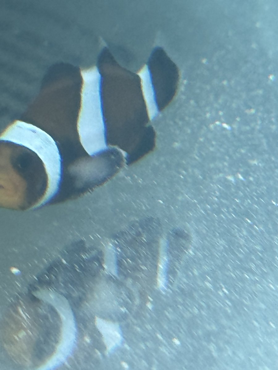 Clown with discolored fin | Reef2Reef