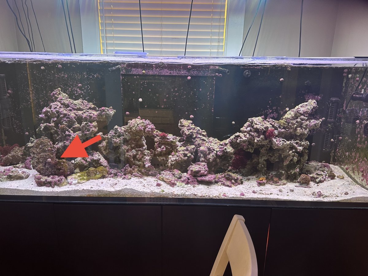 Baby bobit worm? | Reef2Reef