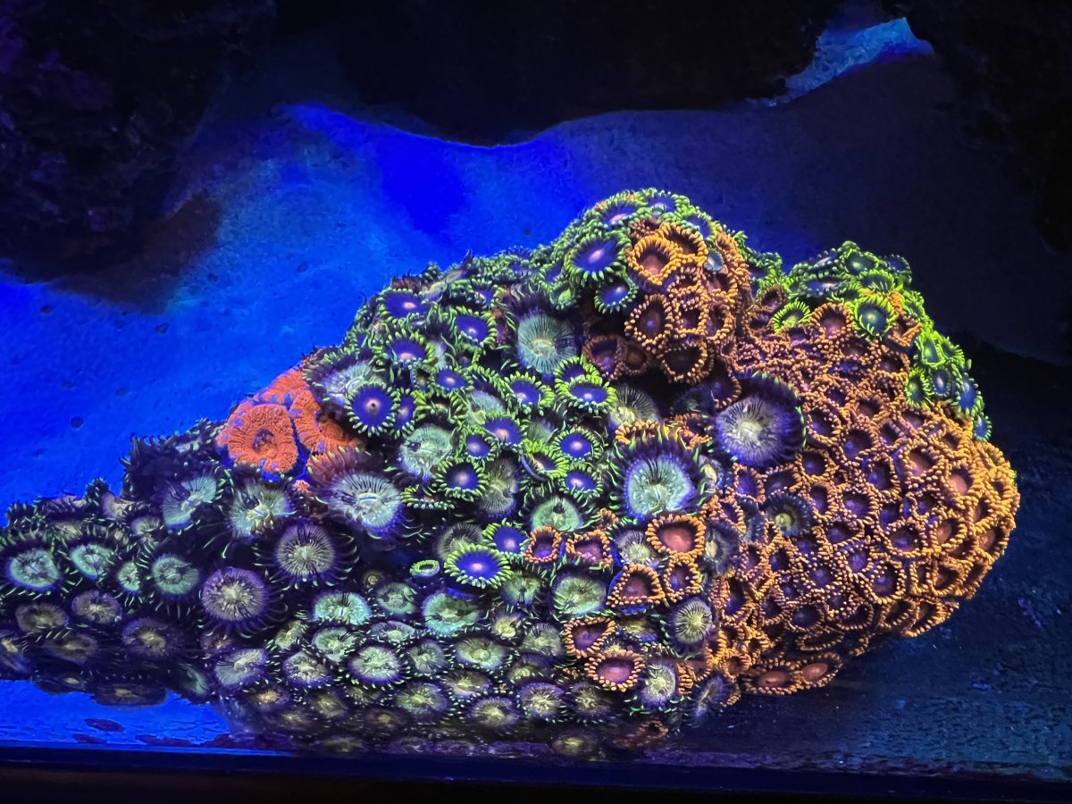 how do you get rid of a large patch of zoa's? | Reef2Reef