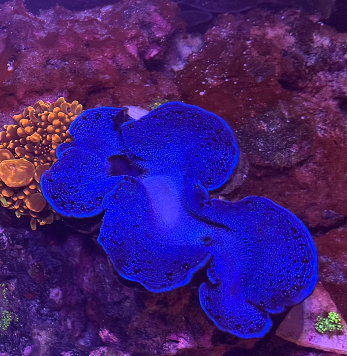Possibly early signs of Pinched Mantle? | Reef2Reef