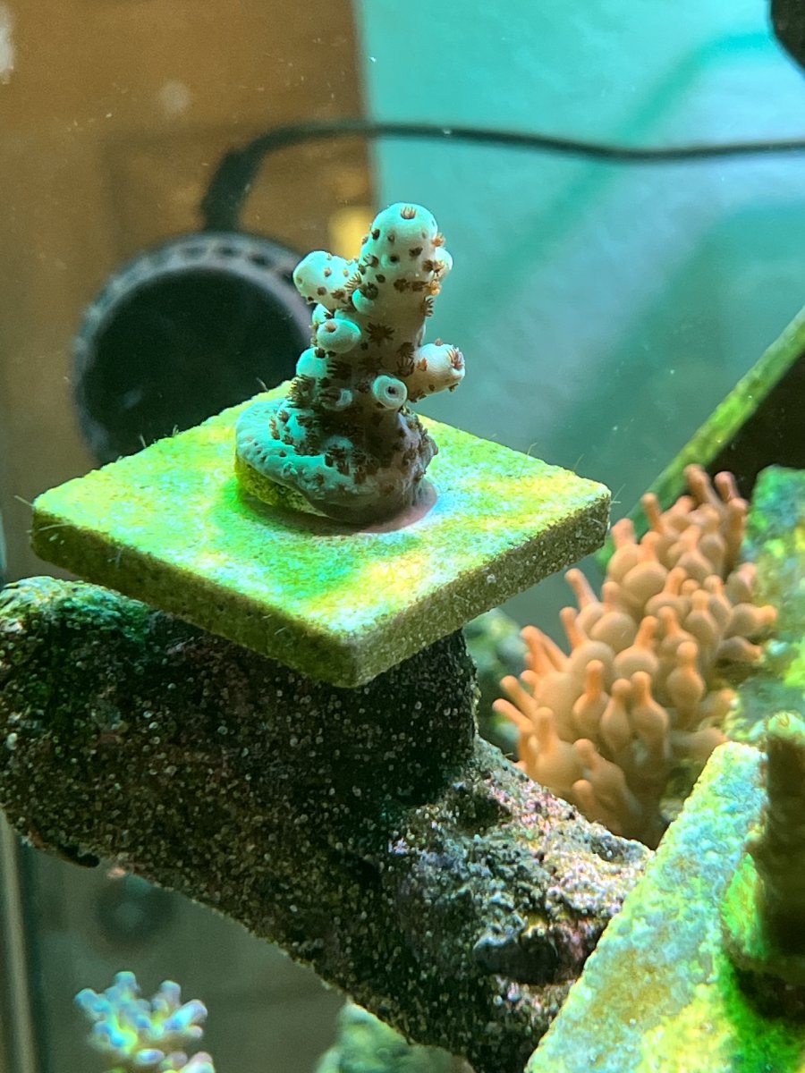 Picture Entry - BC RAINBOW'S ARMY GROW-OUT CONTEST - ☆☆ | Page 20 ...