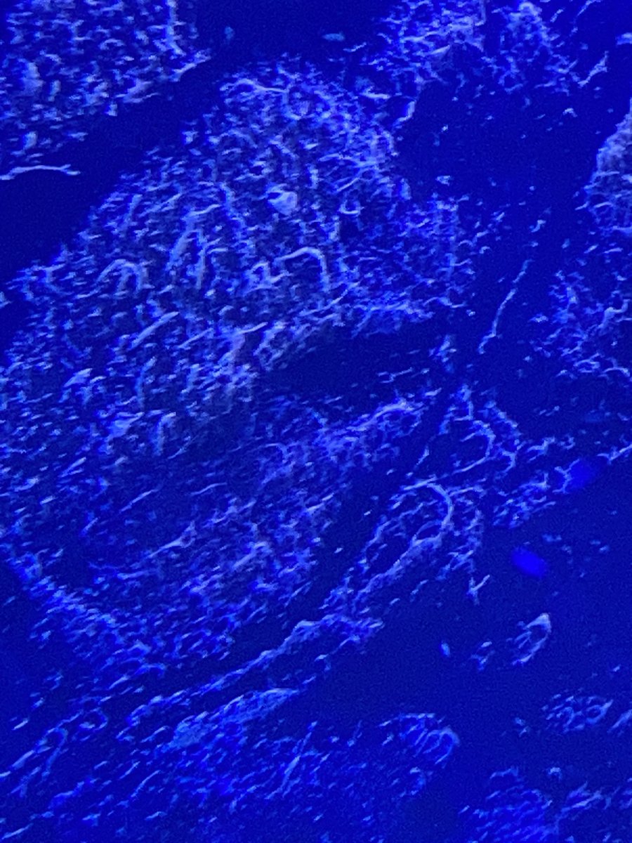 Super fast growing algae on glass and new rock | Reef2Reef