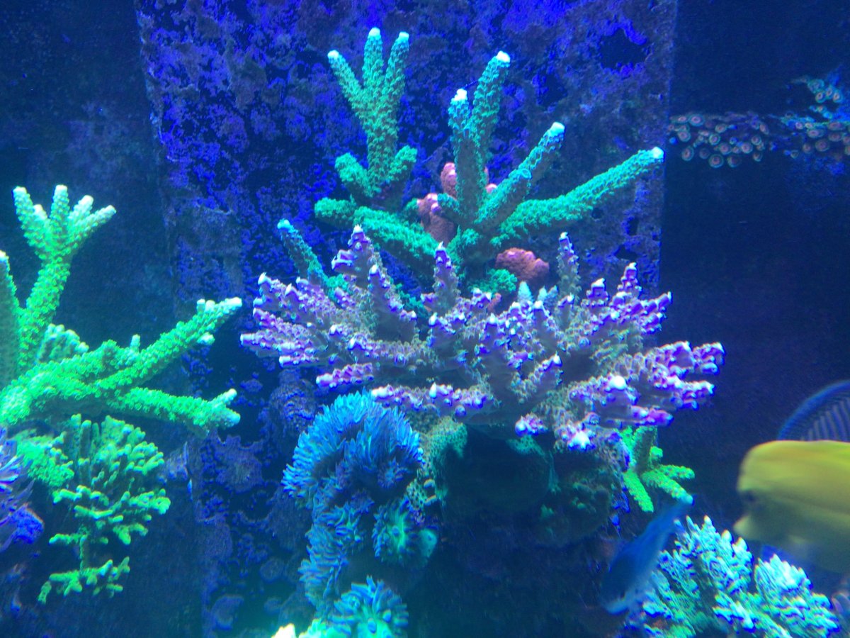 What is your coolest Coral ? | Reef2Reef