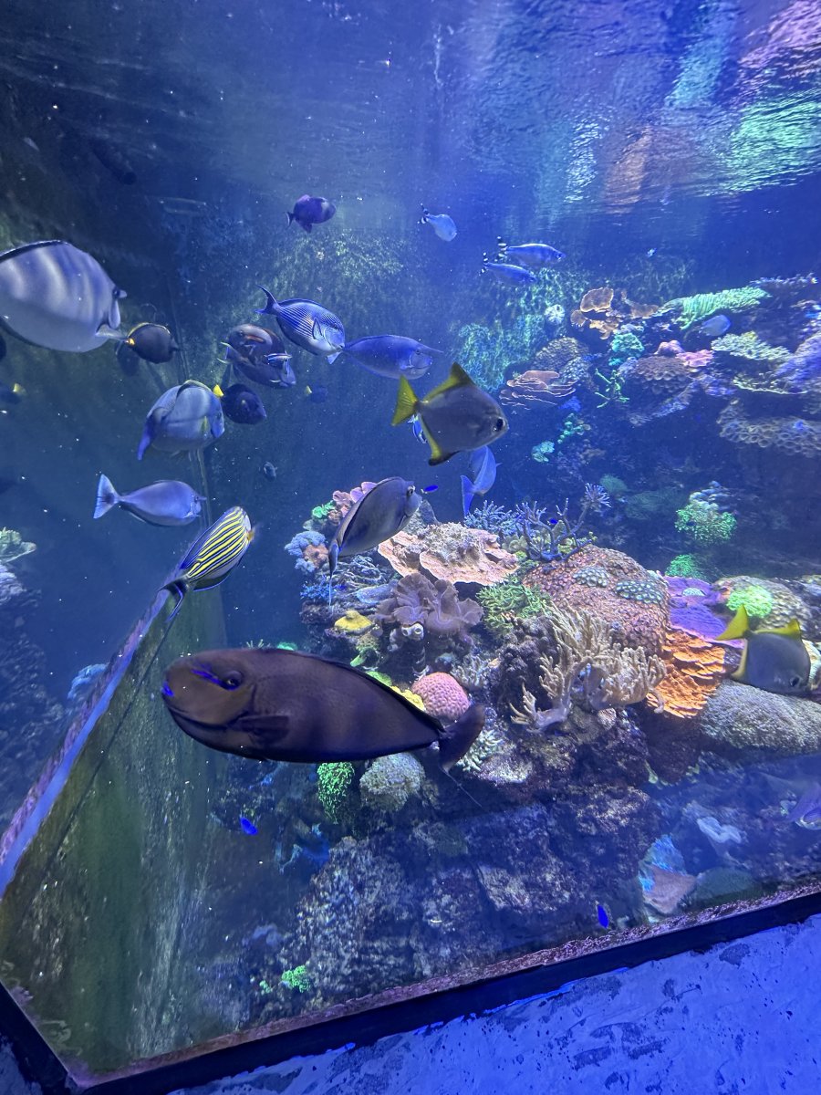 Monster Build - DIY Concrete Aquarium 5,000 gallon - Anderson Family ...