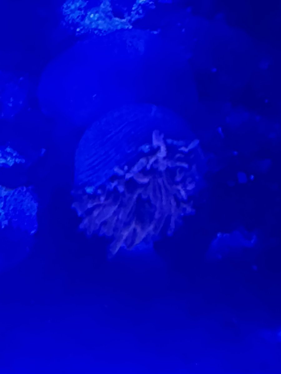 Anemone moving and closed up | Reef2Reef