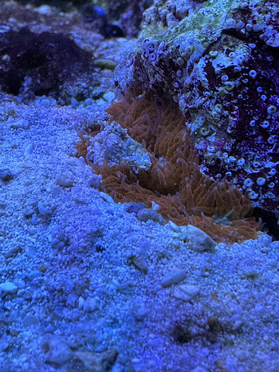 rock flower nem | Reef2Reef