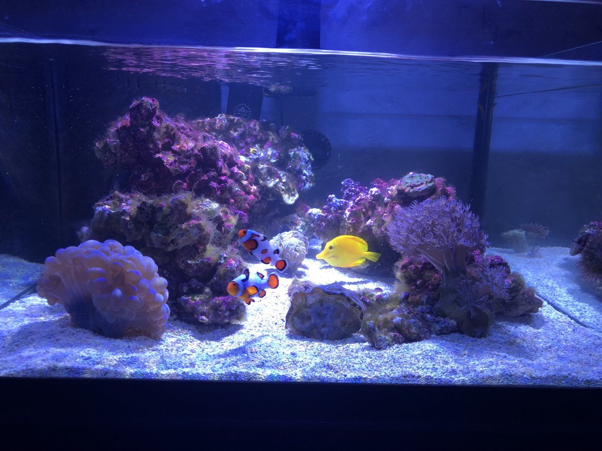 Shallow Tank Scapes | Reef2Reef