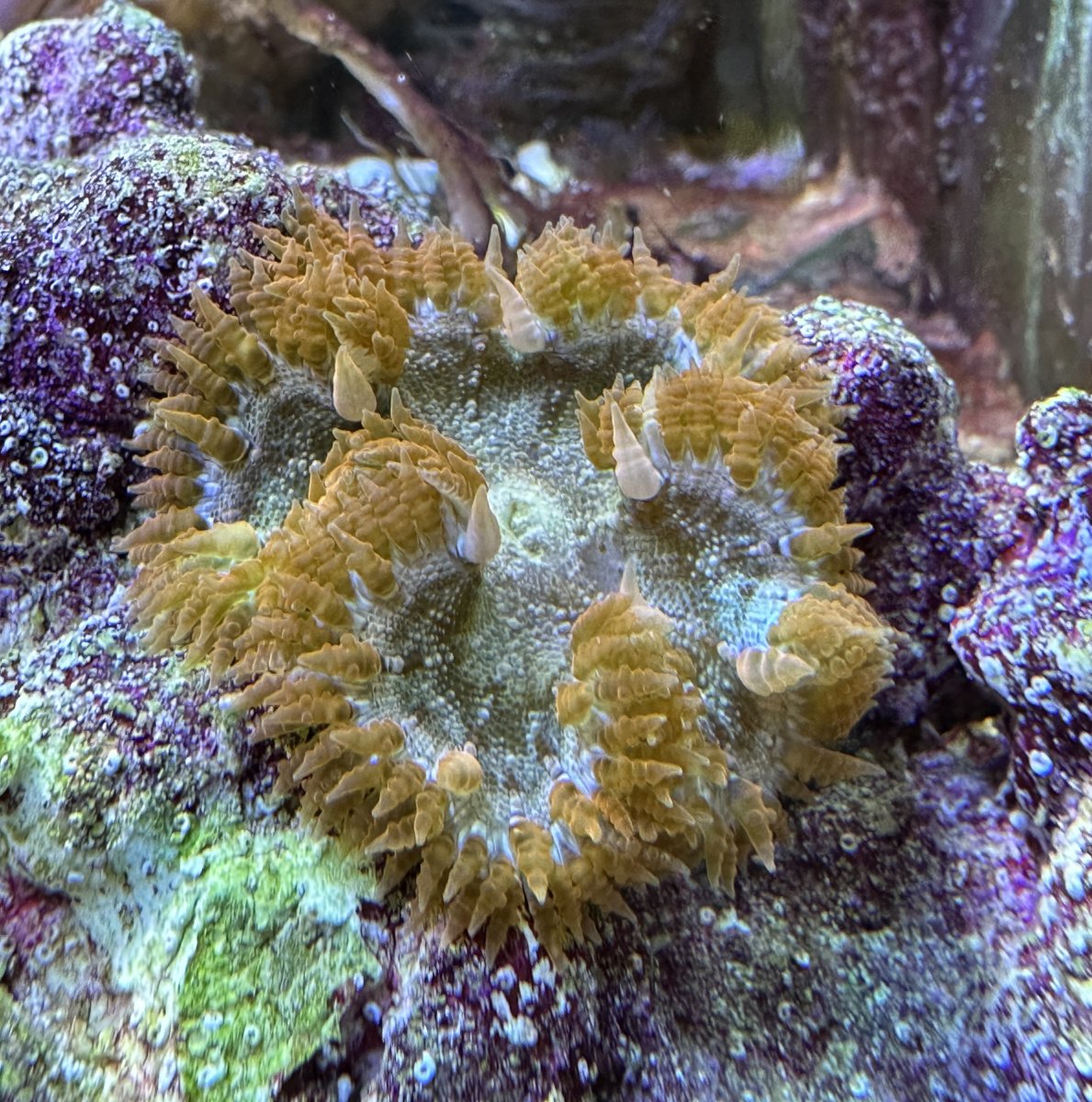 rock flower nem | Reef2Reef