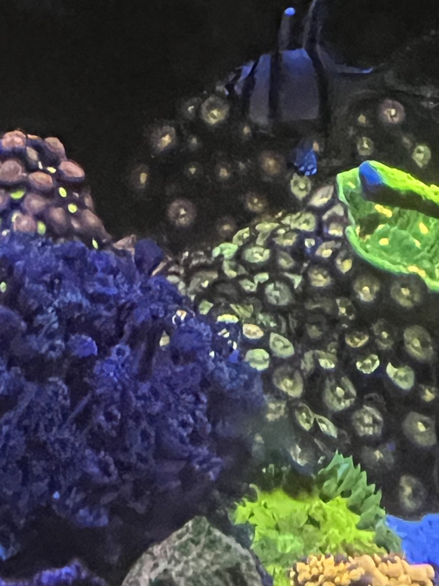 how do you get rid of a large patch of zoa's? | Reef2Reef