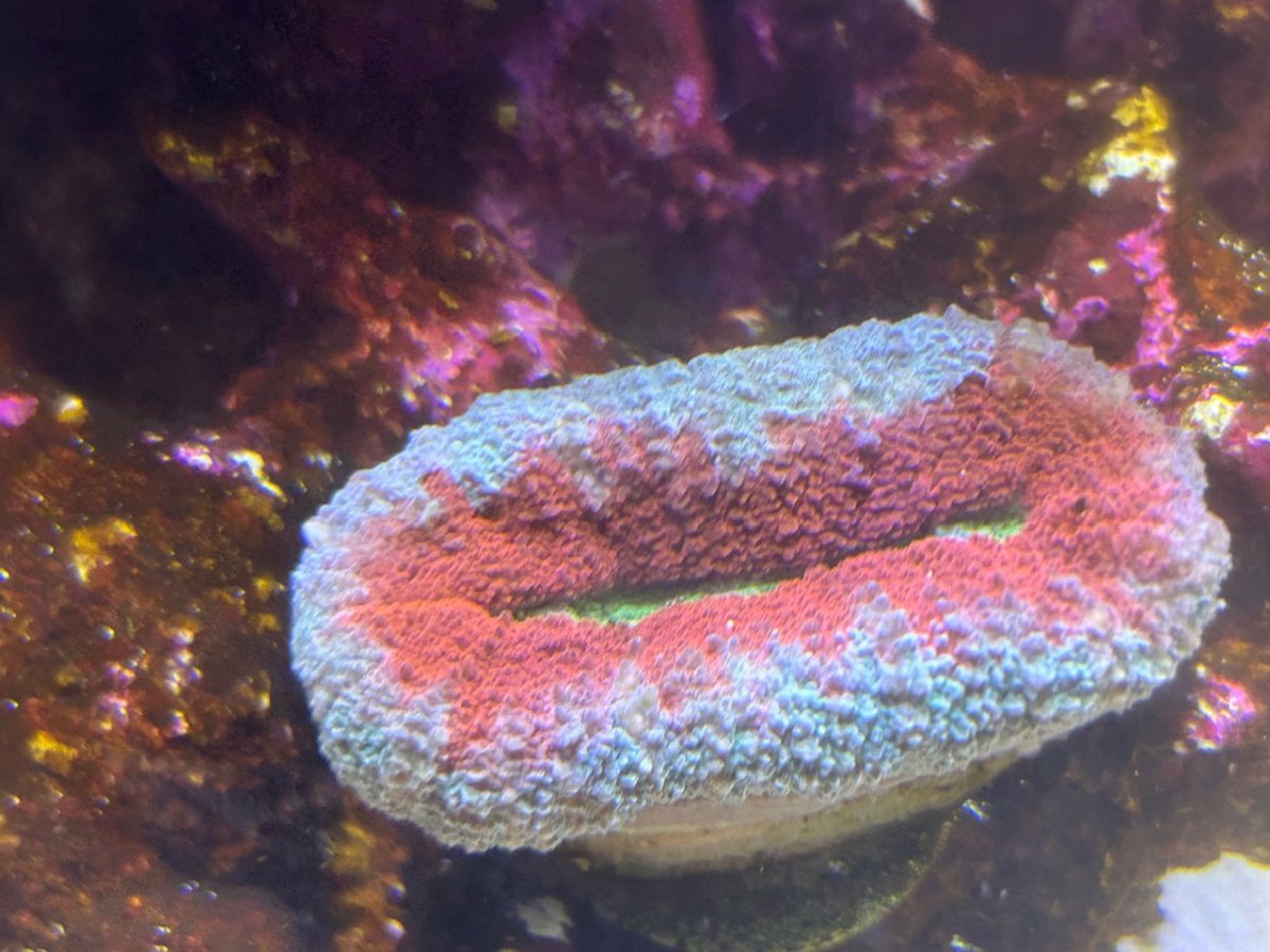 Coral ID | Reef2Reef