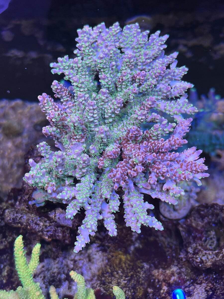 668 DAYS - NO WATER CHANGES ..and going strong ! | Page 5 | Reef2Reef