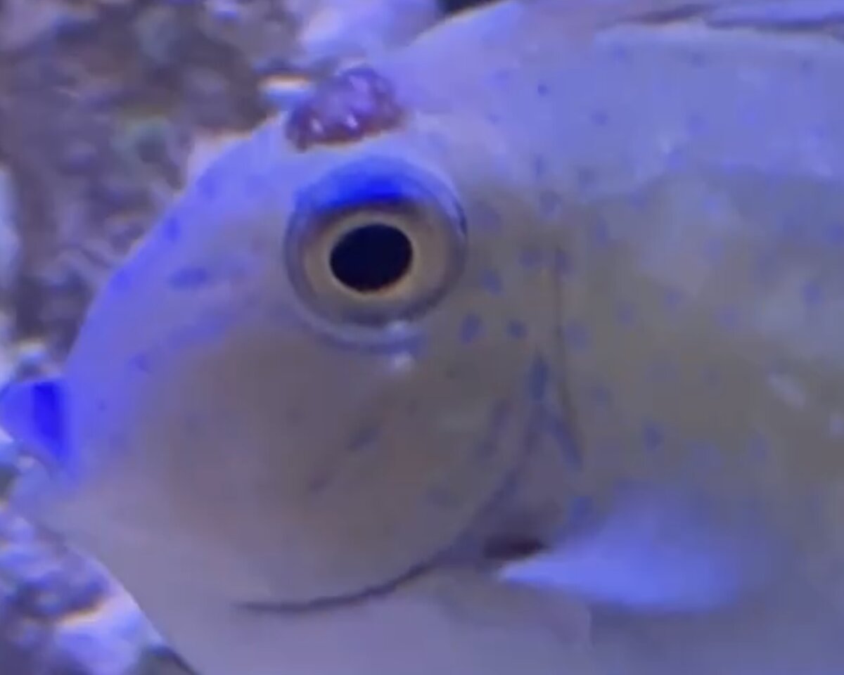 Vlamingii Tang Bump on its head | Reef2Reef