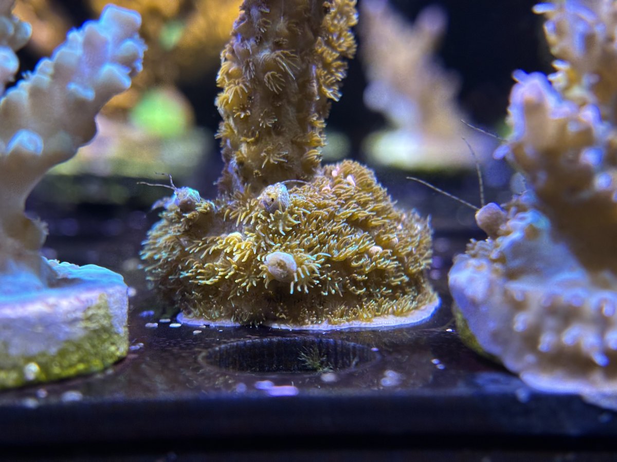 Snail or frag growth? | Reef2Reef