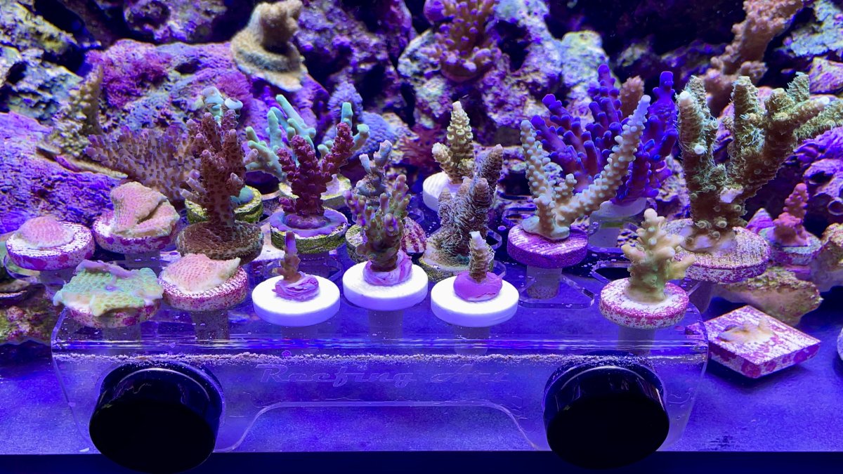 Show off your frags! | Reef2Reef