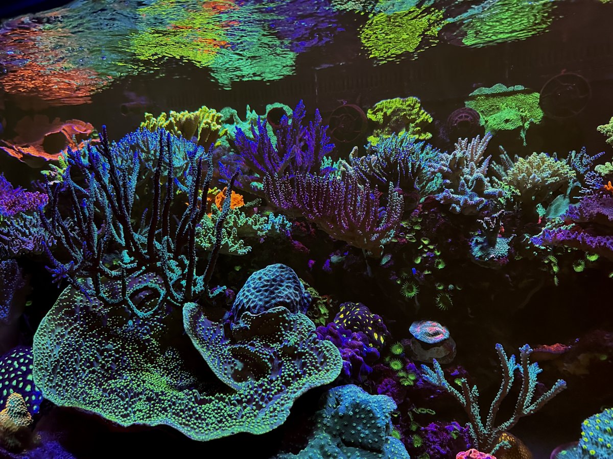 What is ypur oldest coral in your reef tank. | Page 2 | Reef2Reef