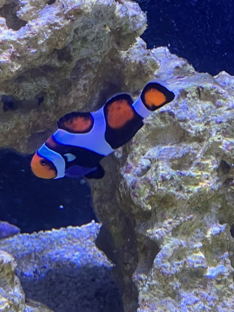 MochaVinci Clownfish and Springeri Damsel, free to a good home | Reef2Reef