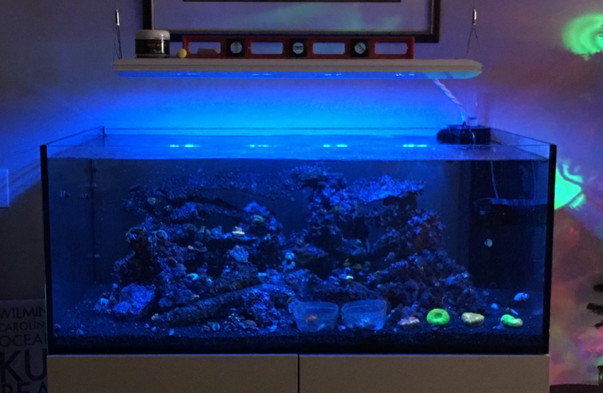 Build Thread - My dream tank elos 120xl | Page 4 | Reef2Reef
