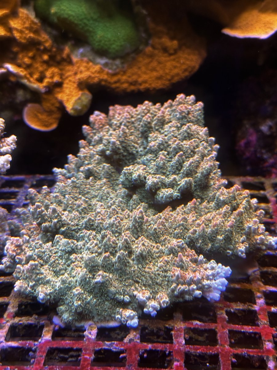 Pennsylvania - Live Goods - Tsa bill murray colony xxl | Reef2Reef