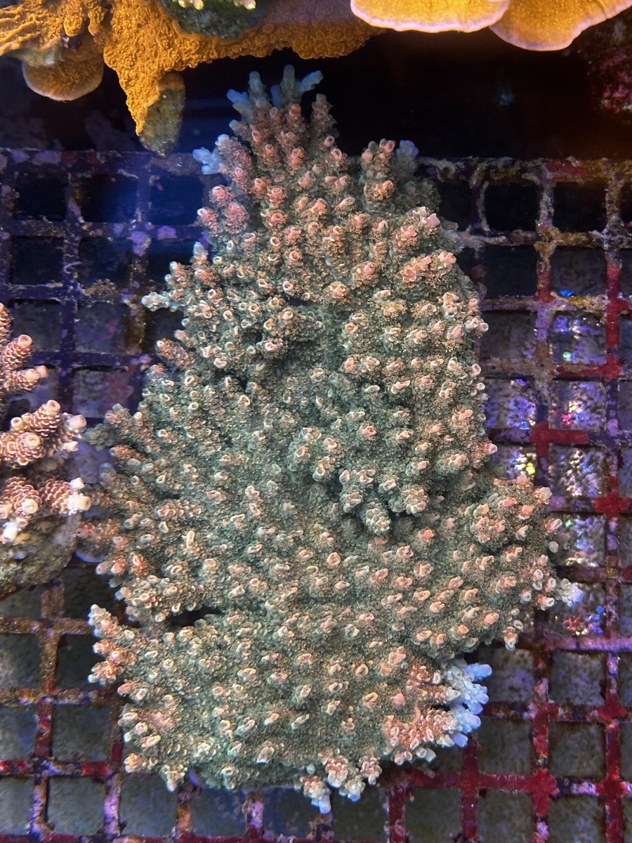 Pennsylvania - Live Goods - Tsa bill murray colony xxl | Reef2Reef