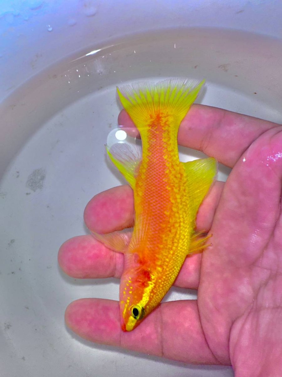 Build Thread - Rare Fish 150G Tank | Page 2 | REEF2REEF Saltwater and ...