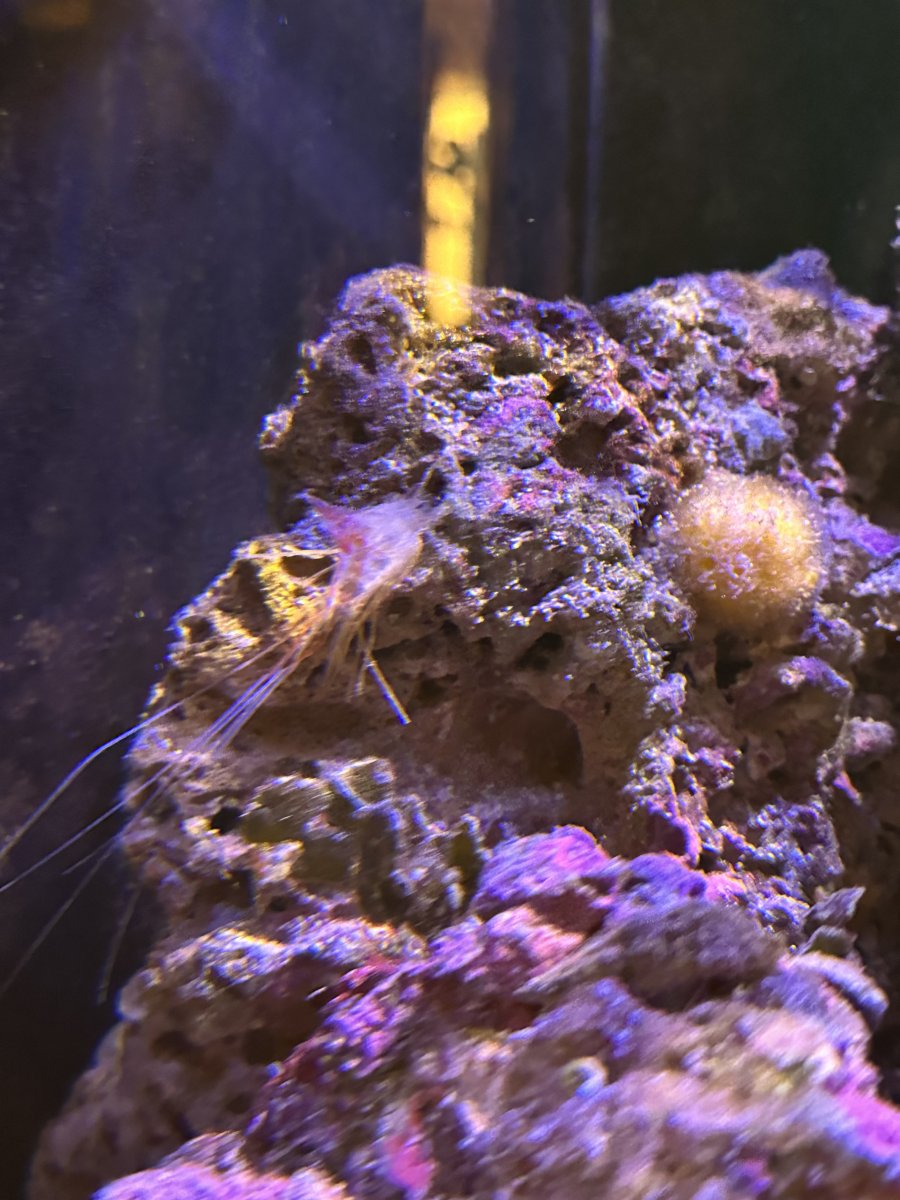Is this a molting shrimp, or dying/dead? | Reef2Reef