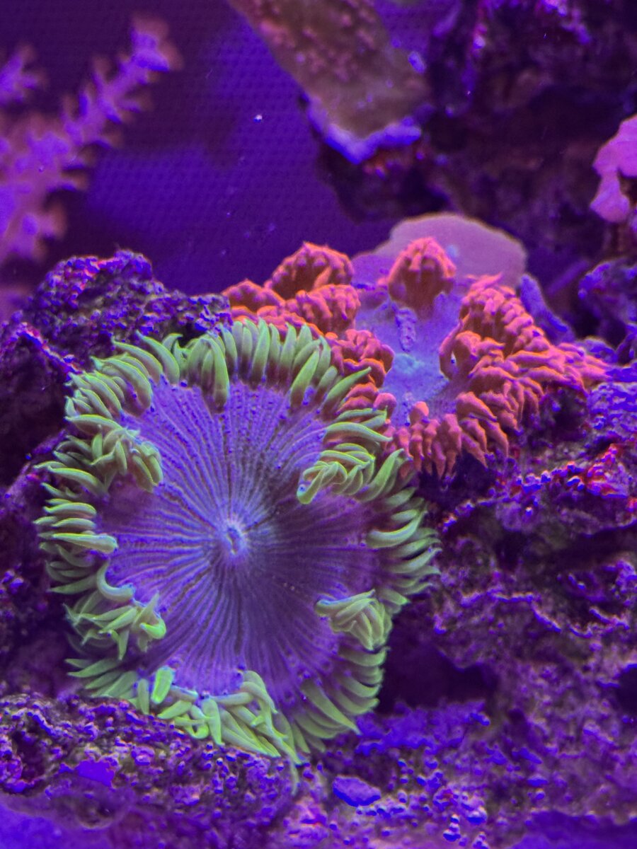 Show Off Your Rock Flower Nems!! | Reef2Reef